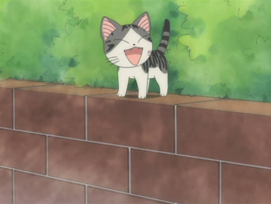Chi Chi The Cat