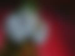 Yu Yu Hakusho Byakko, the White Tiger - Ver en Crunchyroll en español